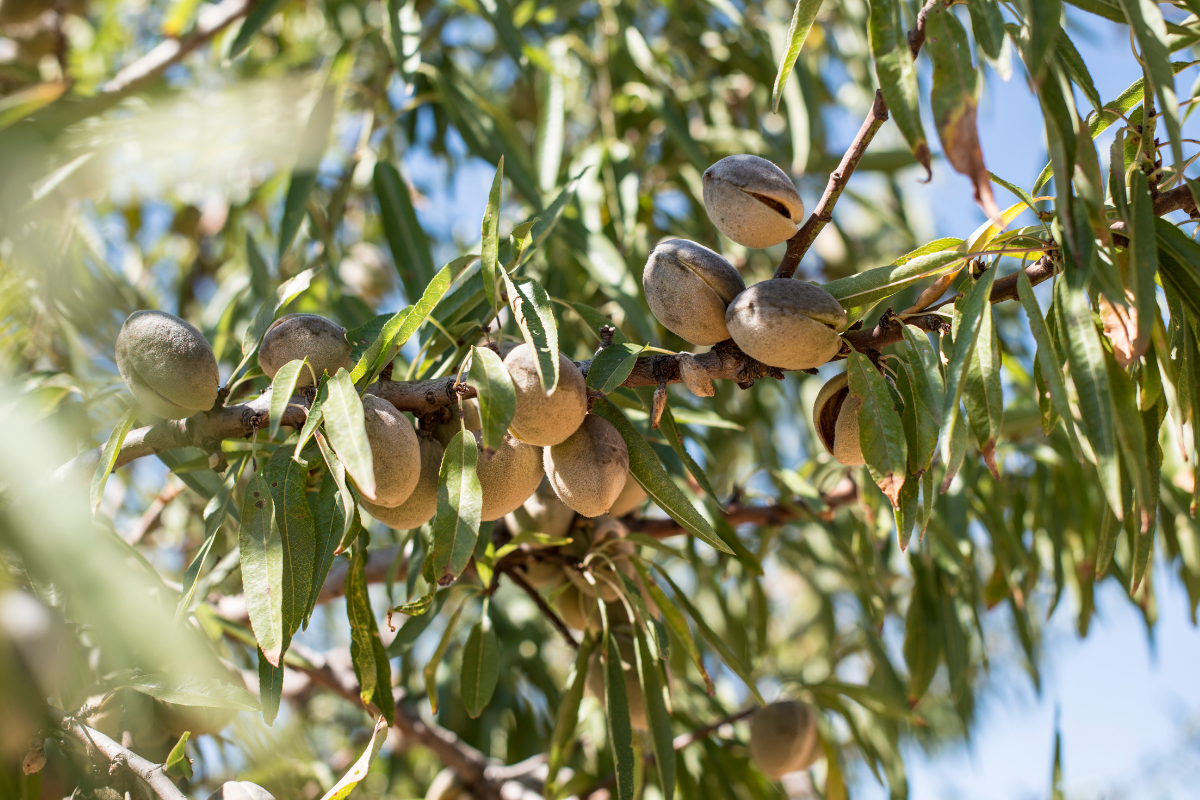 Almendras como fuente de alimentos: valor nutricional y producción